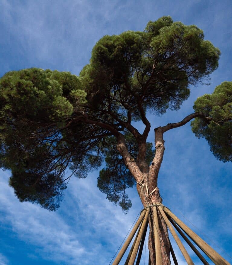 Open Journal Systems (OJS) - Software - Public Knowledge Project